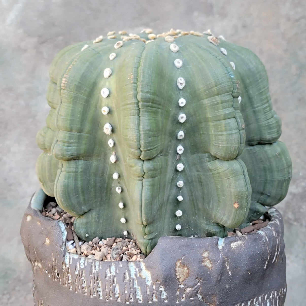 Astrophytum asterias cv Star Type - Old, BIG! 9 inches! Wish List ...