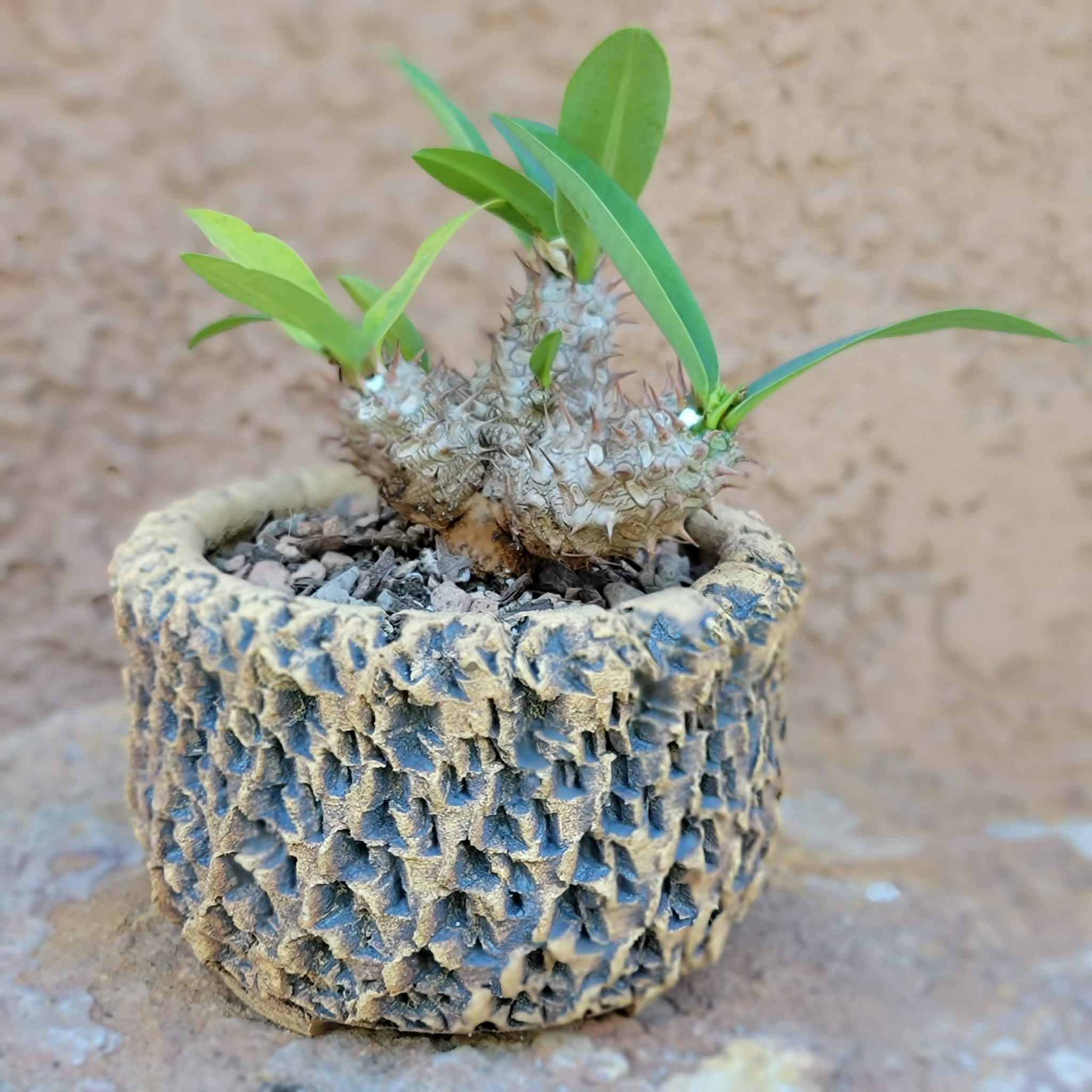 Euphorbia cv. parvi-medusae – Shangri-Ha Cactus Ranch